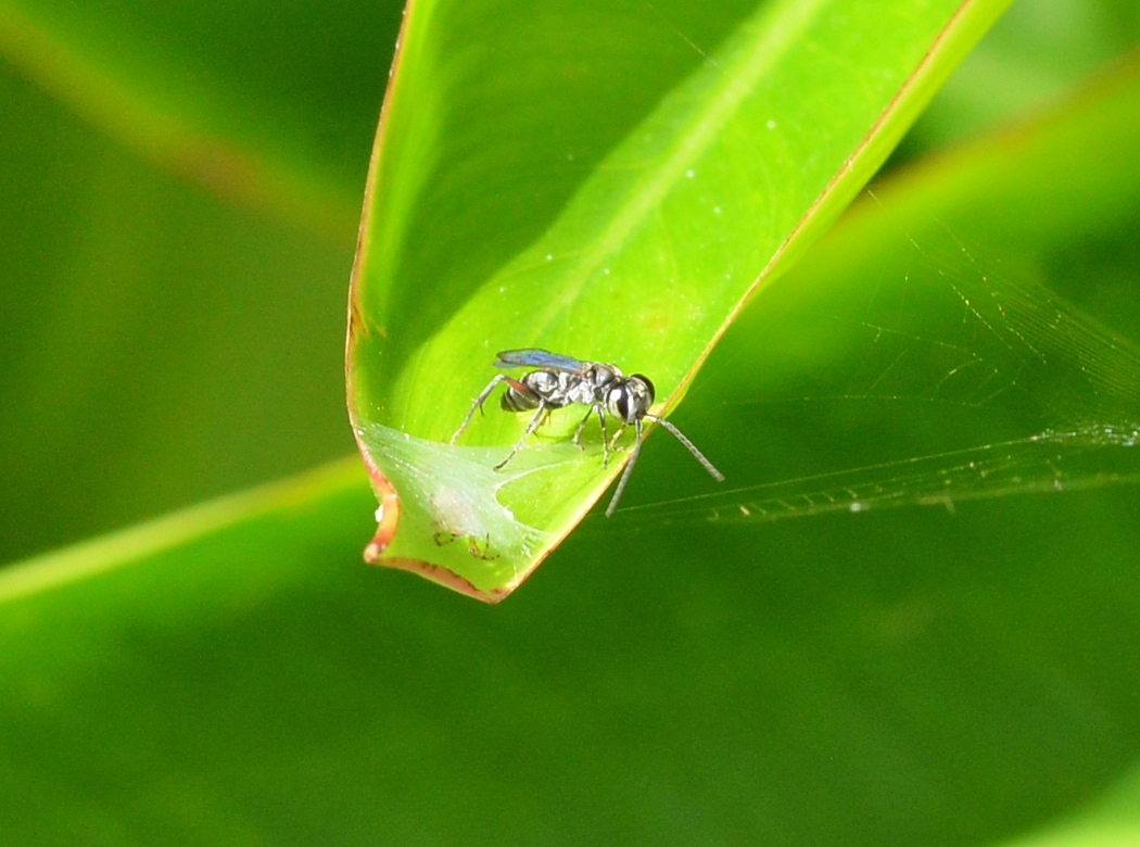 Liris subtessellatus (F.Smith, 1856)