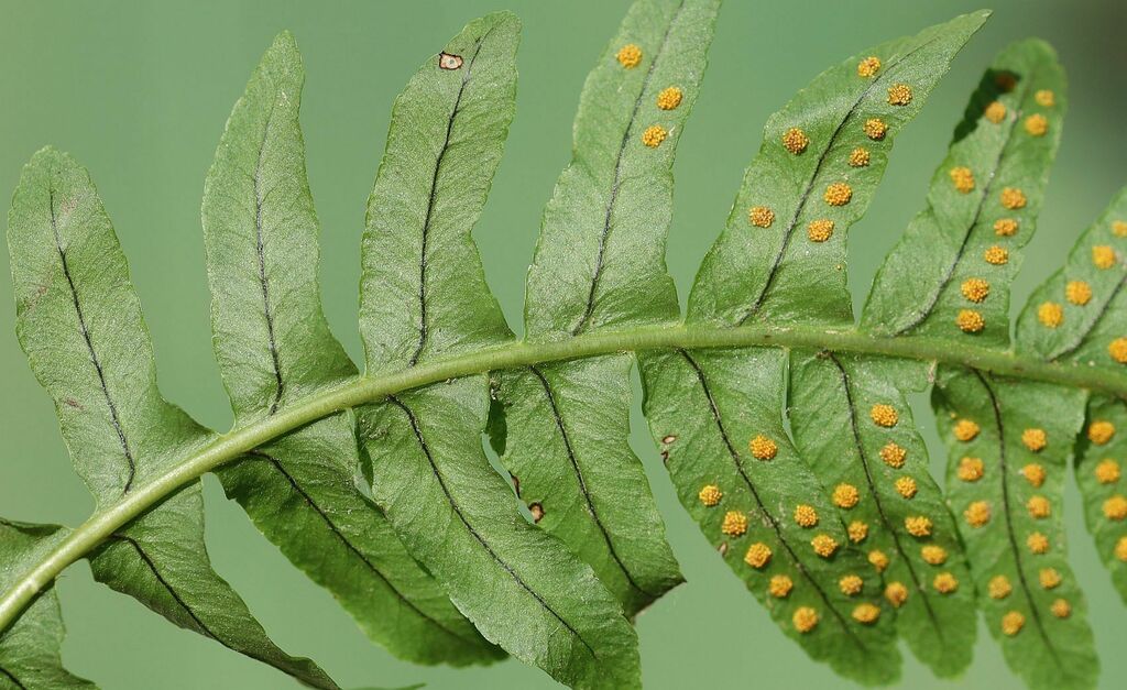 common polypody (Polypodium vulgare) - Botanical Realm