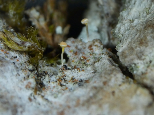 Sclerophora pallida · iNaturalist