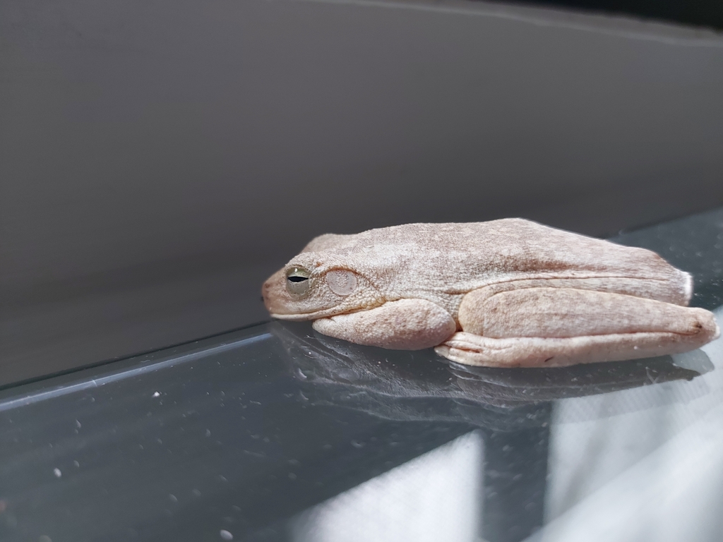Banana Tree Dwelling Frog from Monterrey, Casanare, Colombia on July 11 ...