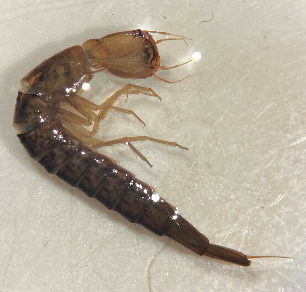 Hydaticus from Albany County, NY, USA on June 13, 2022 by Matthew ...