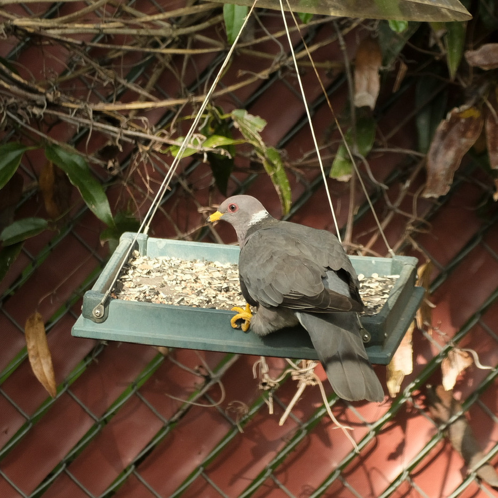 Band-tailed Pigeon from Willamette Valley Country Club, Canby, OR, US ...