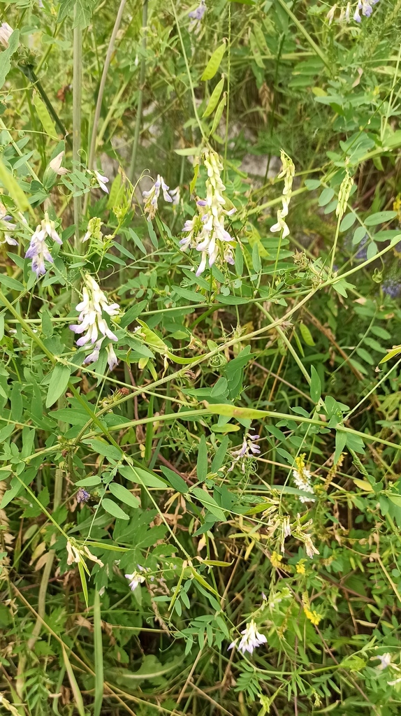 Vicia biennis from Бековский р-н, Пензенская обл., Россия on July 17 ...