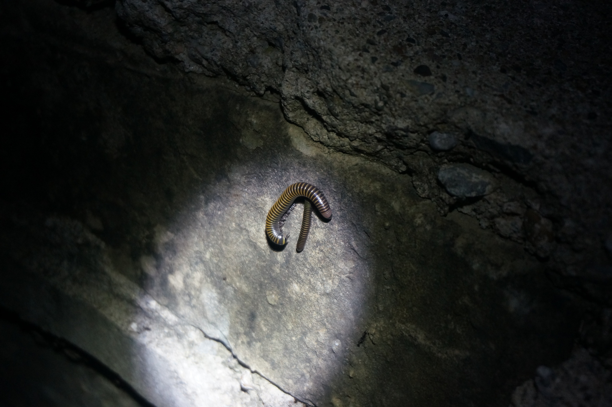 Spirobolus bungii Brandt, 1833