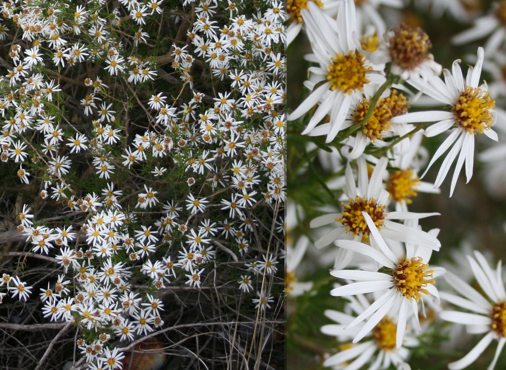 Common Fine Felicia (Felicia filifolia filifolia) - Botanical Realm