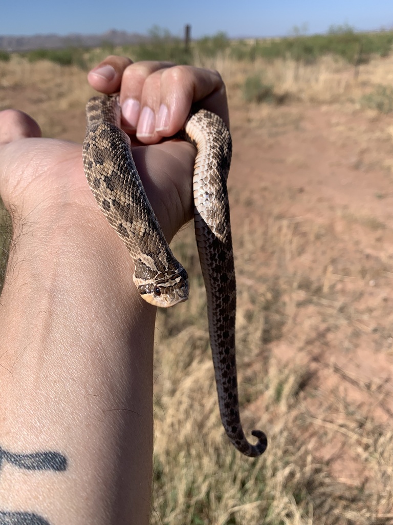 Mexican Hognose Snake in July 2022 by Michael Price · iNaturalist