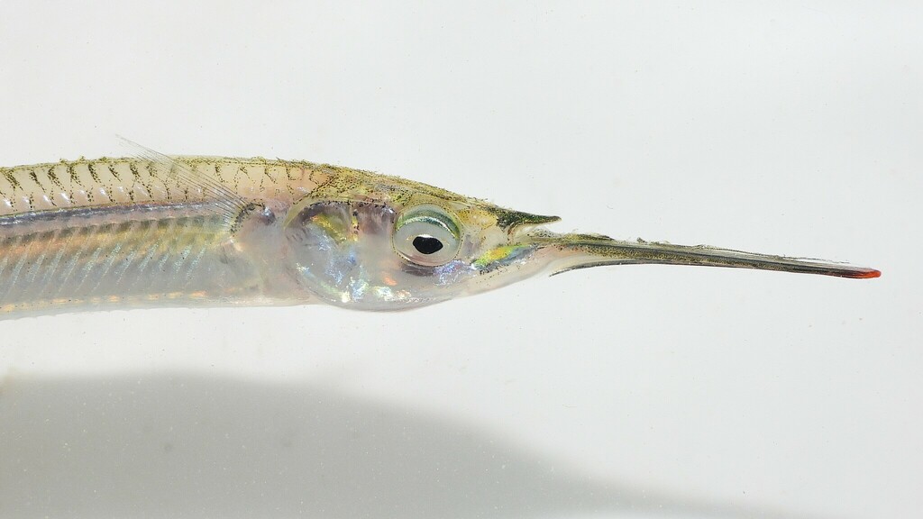 Halfbeaks (Hemiramphidae) - Marine Life Identification