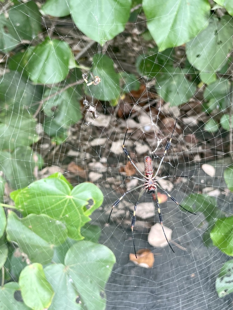 Golden Silk Spider from Vía 256, Talamanca, Limon, CR on July 17, 2022 ...
