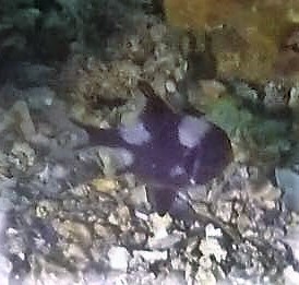 Southern Roughy from Sydney NSW, Australia on July 17, 2018 at 10:26 PM ...