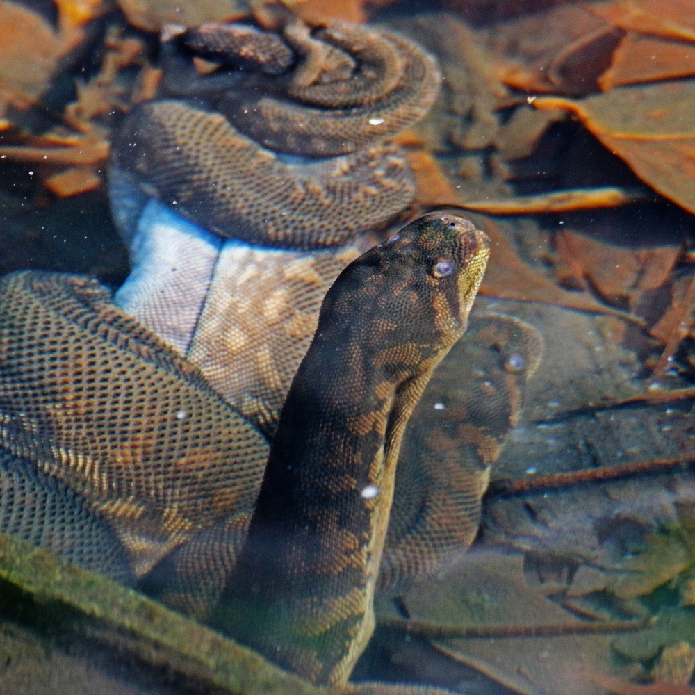 Arafura File Snake in July 2018 by QuestaGame. Sighting and photos (c ...