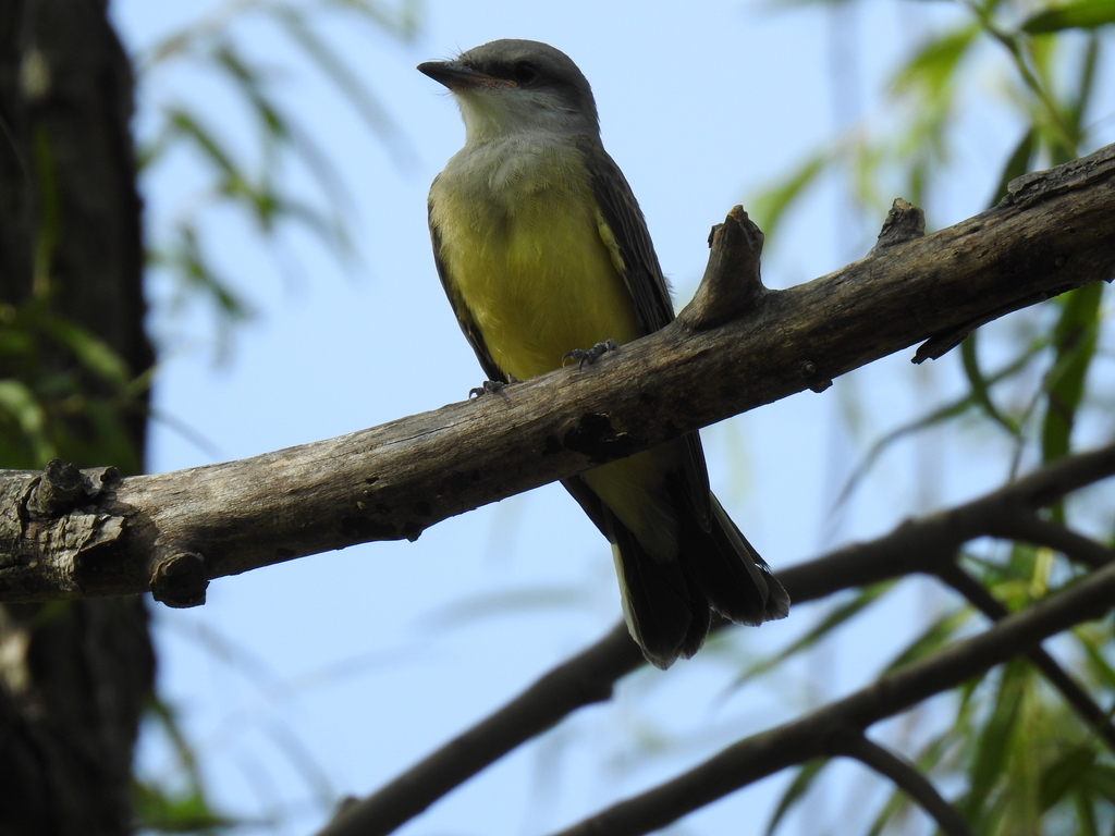 Western Kingbird from Lewisville, TX, USA on July 17, 2022 at 11:15 AM ...