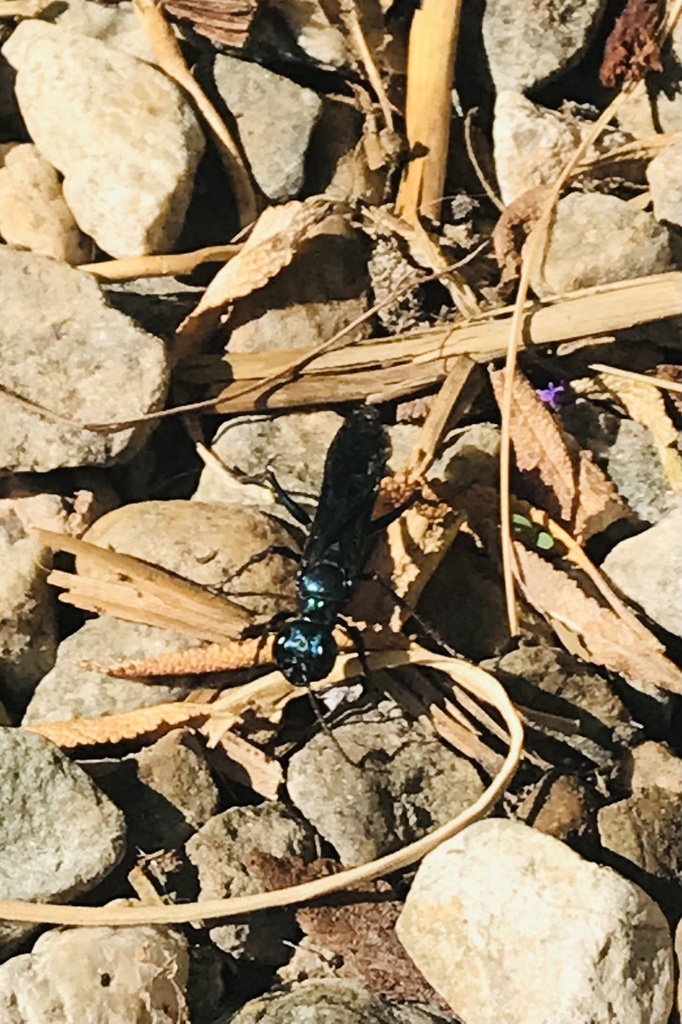 Steel-blue Cricket-hunter Wasp from Burnham Rd, Oak View, CA, US on ...