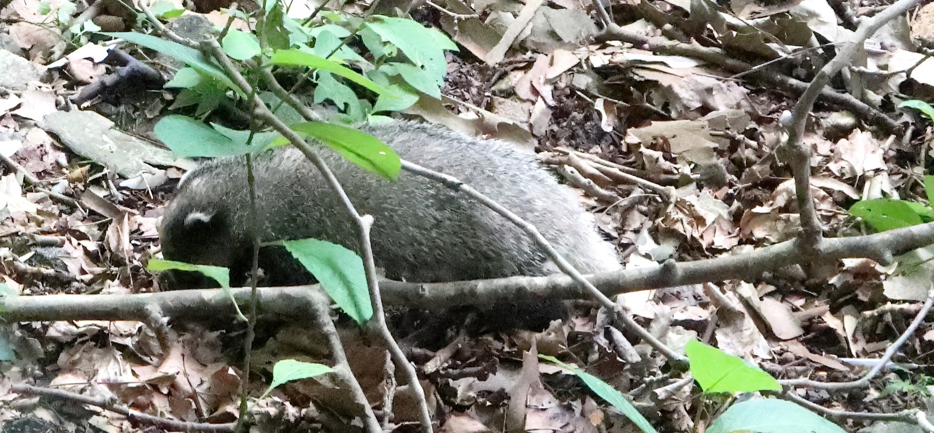 Meles leucurus (Hodgson, 1847)