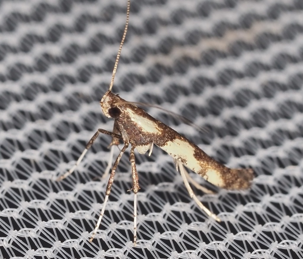 Walnut Caloptilia Moth from Caroline County, MD, USA on July 16, 2022 ...