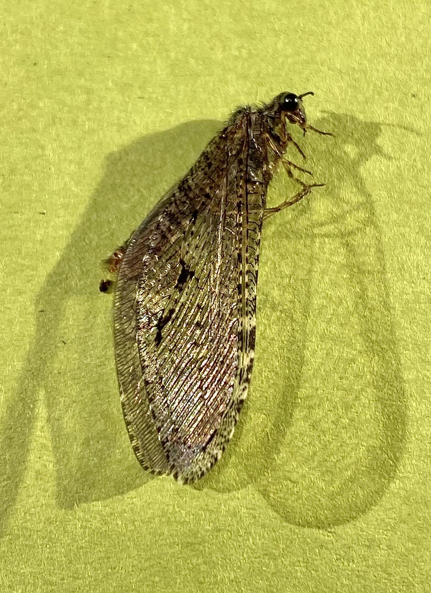 Polystoechotes punctata (Fabricius, 1793)