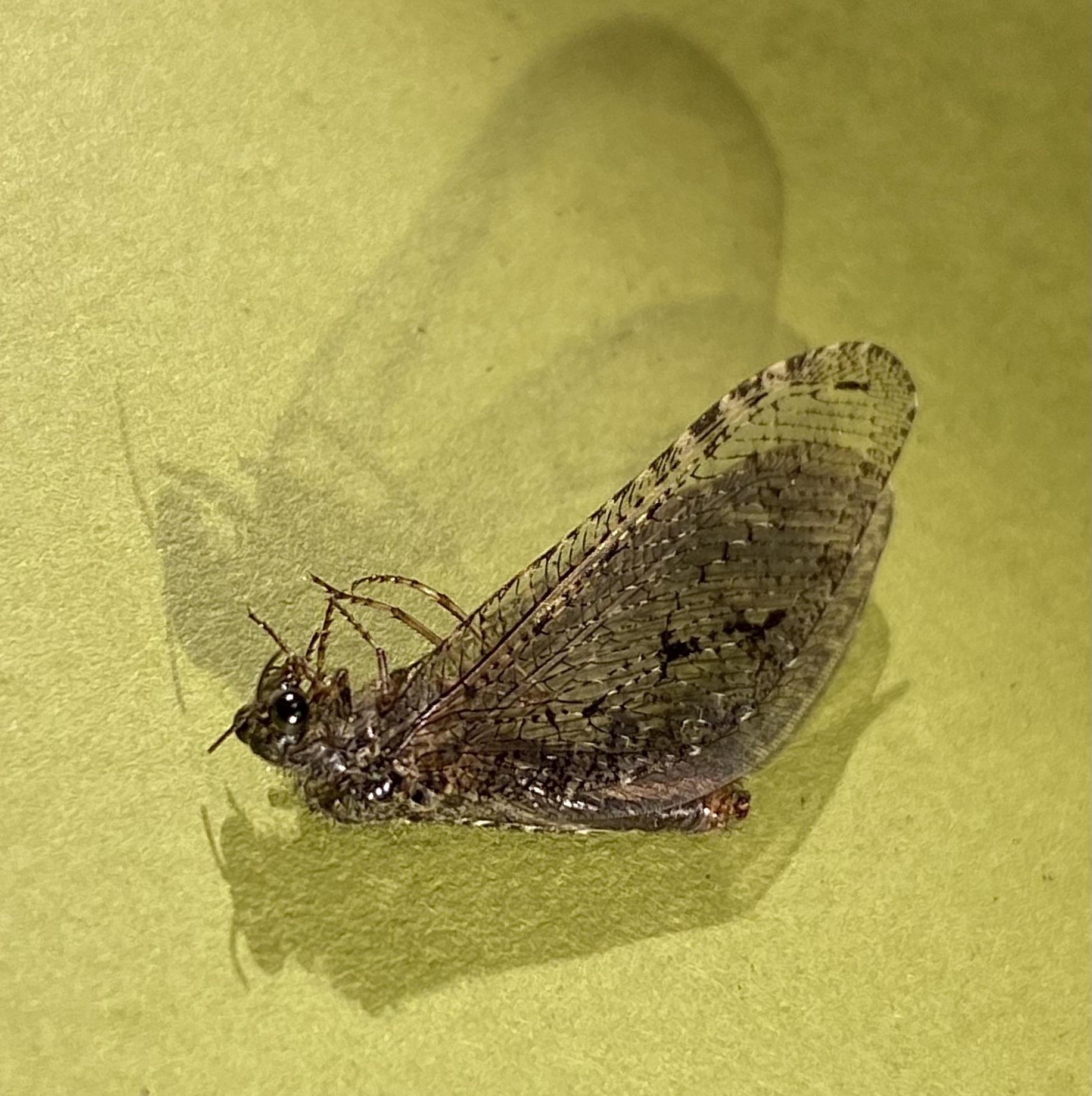 Polystoechotes punctata (Fabricius, 1793)