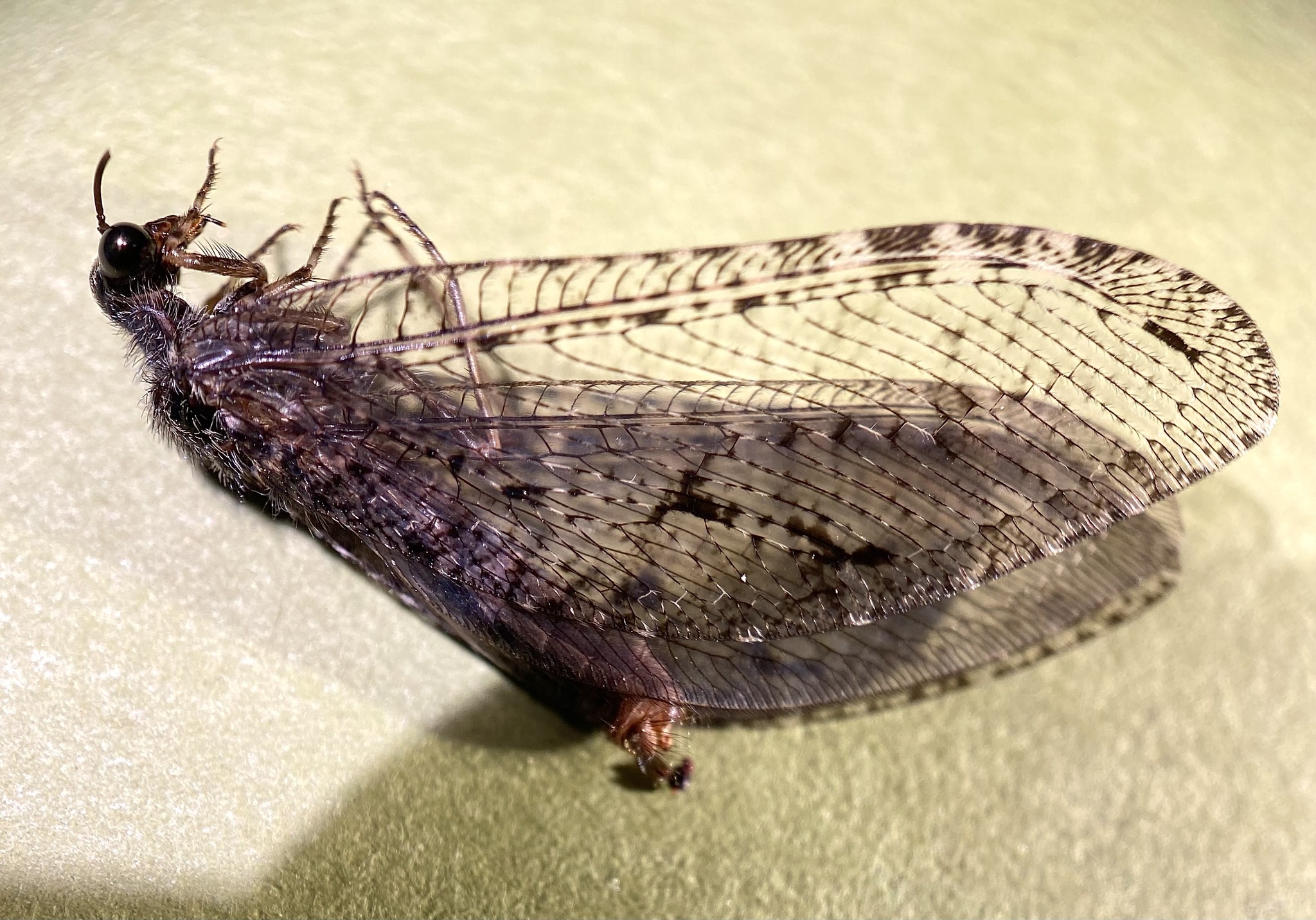 Polystoechotes punctata (Fabricius, 1793)