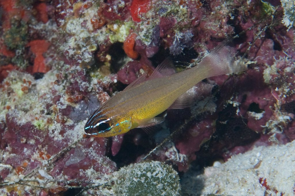 Coral Cardinalfish from Maldives on March 18, 2010 at 03:19 PM by Mark ...