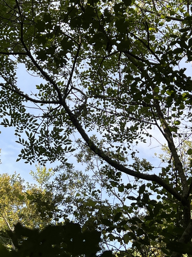 poison sumac from Martha's Vineyard, Vineyard Haven, MA, US on July 16 ...