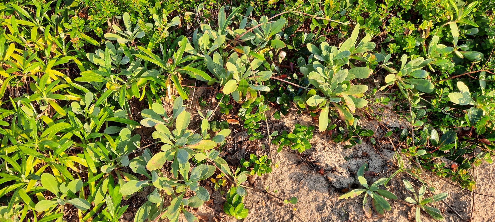 Launaea sarmentosa (Willd.) Sch.Bip. ex Kuntze