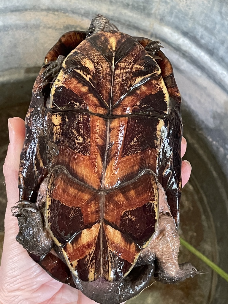 Mexican Mud Turtle from Presa Valle de Bravo, Valle de Bravo, Mexico ...