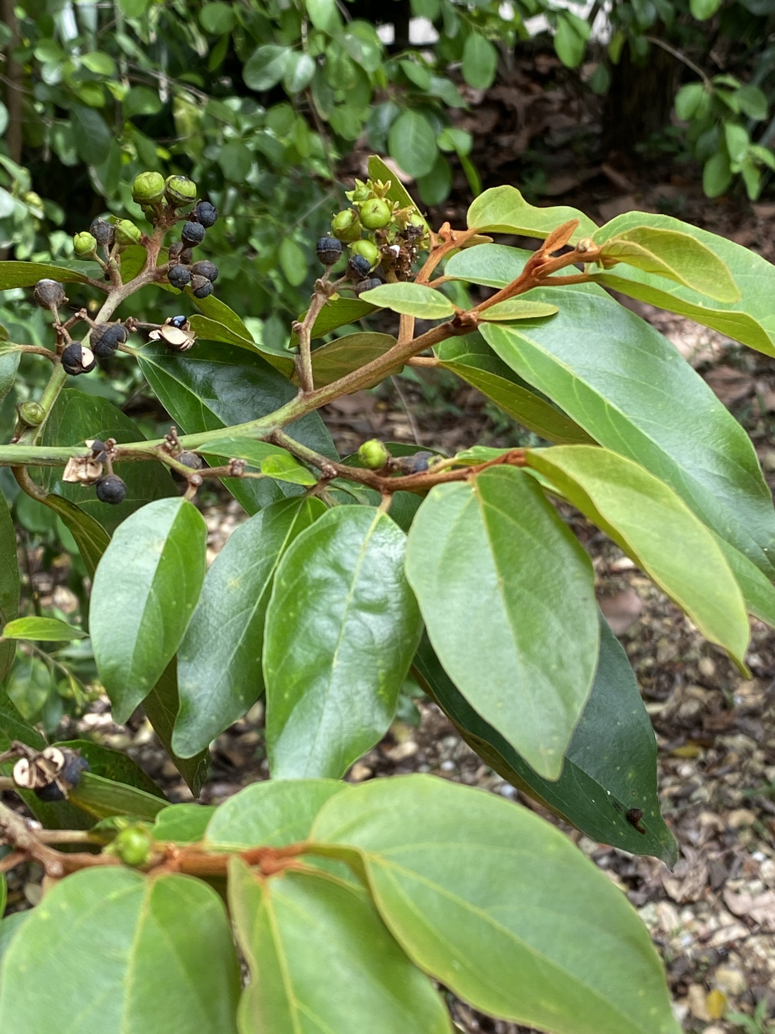 Colubrina arborescens (Mill.) Sarg.