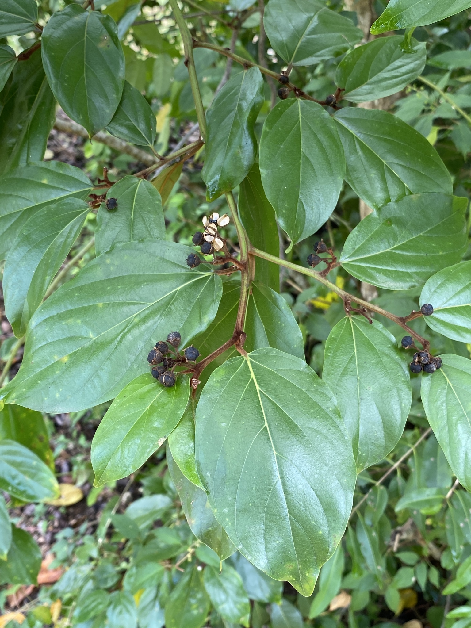 Colubrina arborescens (Mill.) Sarg.