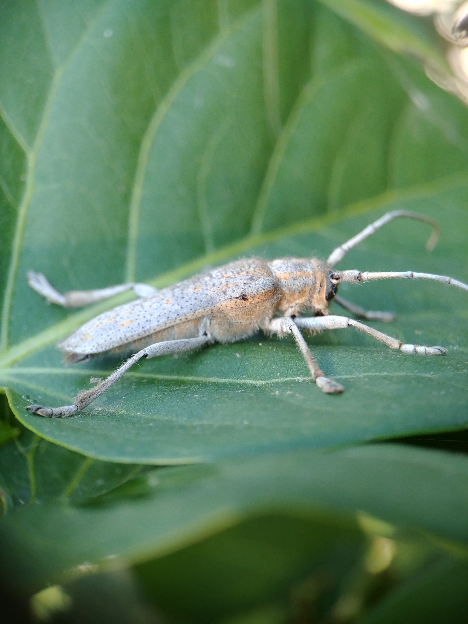 Saperda calcarata Say, 1824