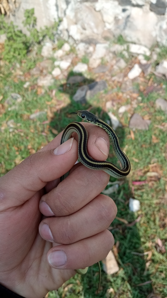 Baird's Patchnose Snake from 54255 Méx., México on July 16, 2022 at 05: ...
