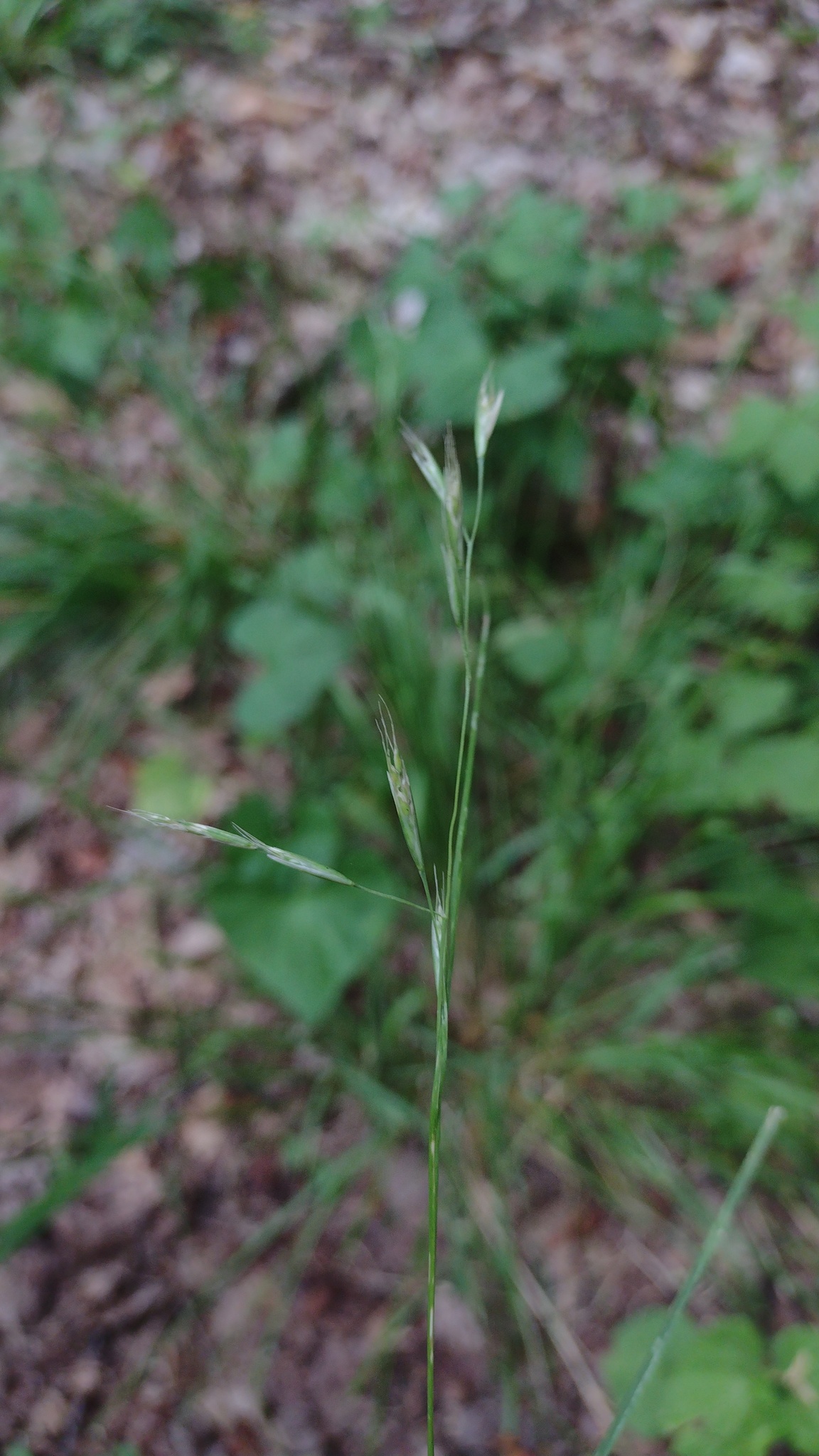Danthonia compressa Austin
