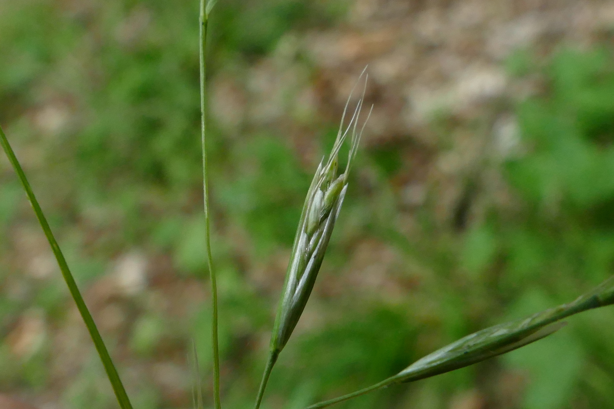 Danthonia compressa Austin