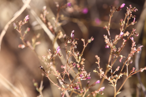 Stylidium incognitum · iNaturalist
