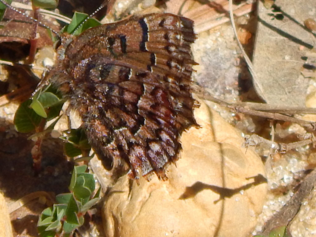 Eastern Pine Elfin from La Salle Parish, LA, USA - Zimmer Creek Road on ...