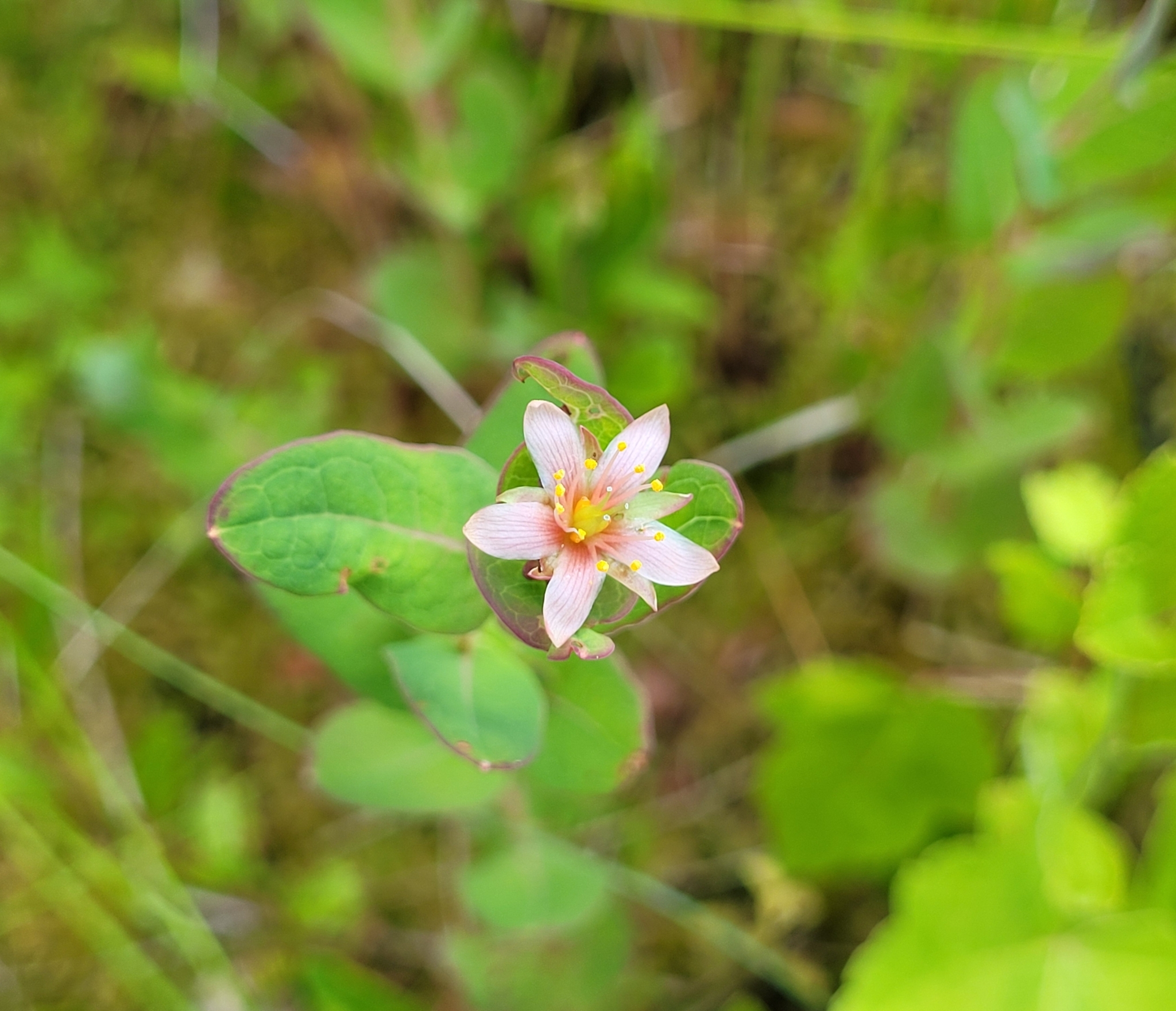 Hypericum virginicum L.