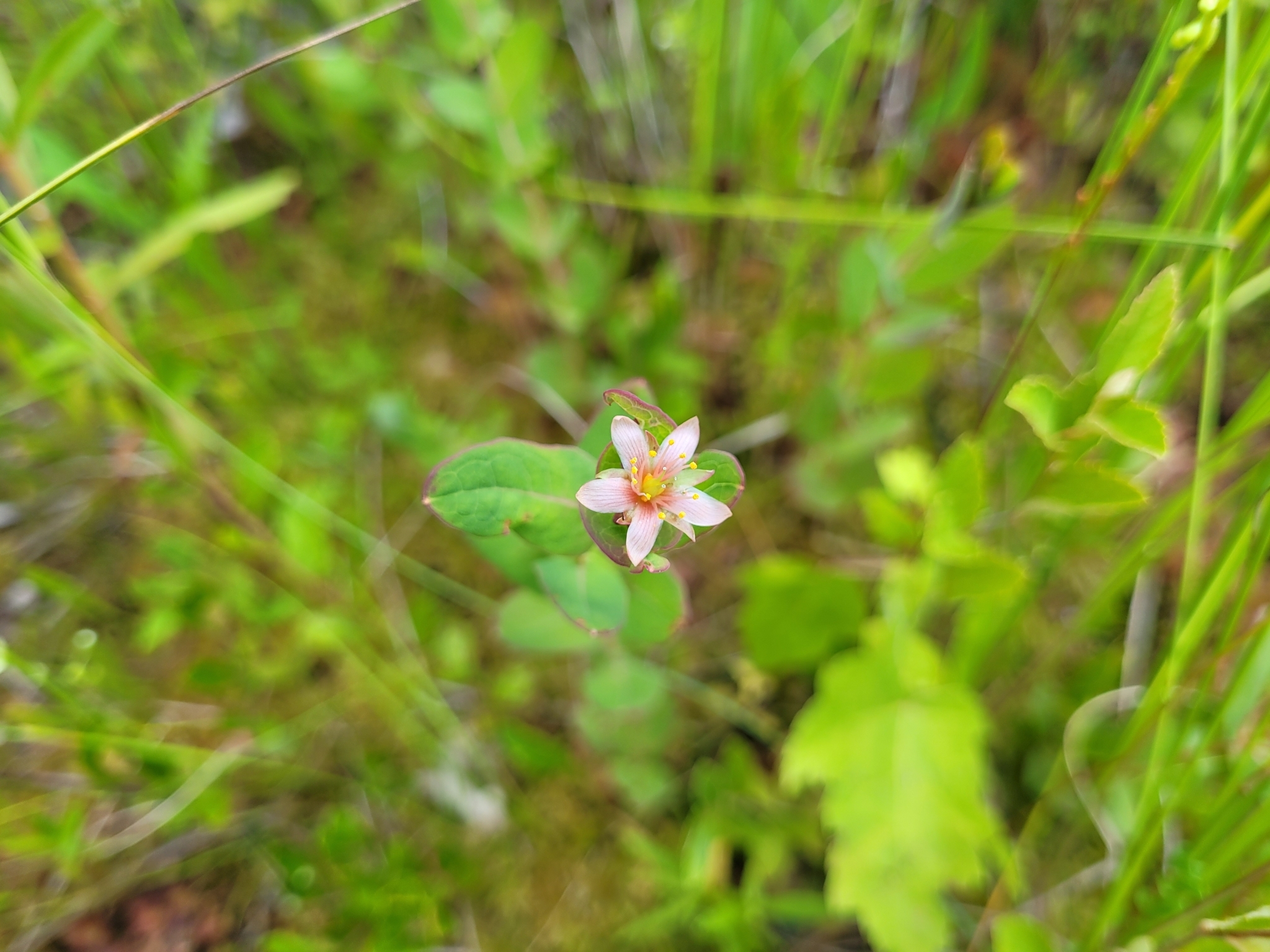 Hypericum virginicum L.