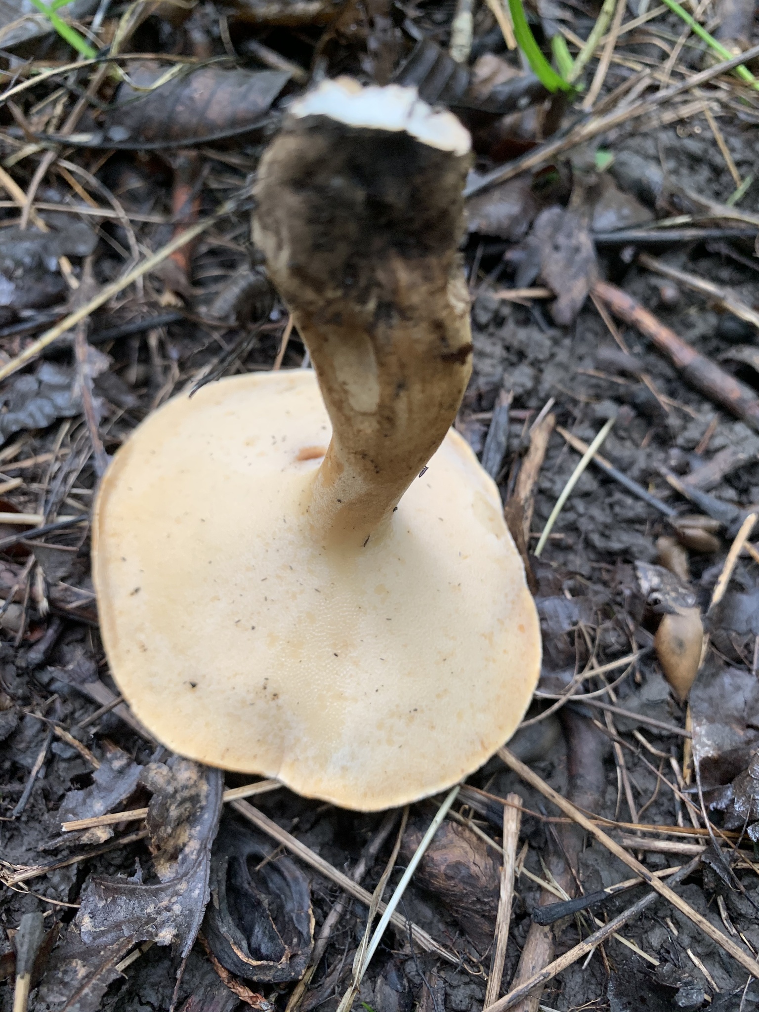 Polyporus radicatus Schwein.