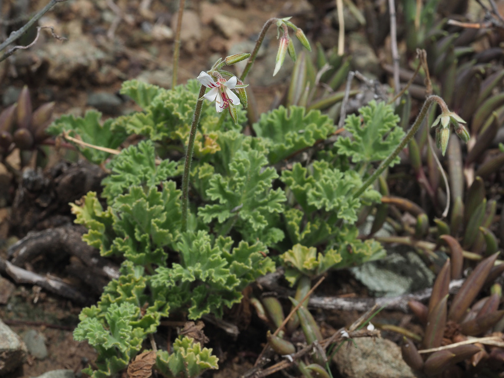 Pelargonium mollicomum from Cookhouse, Cacadu, Eastern Cape, South ...