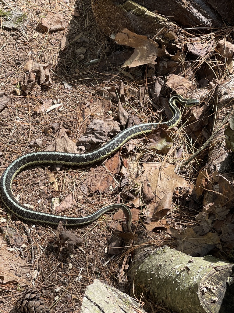 Common Garter Snake from Sumac Ln, Gresham, WI, US on July 17, 2022 at ...