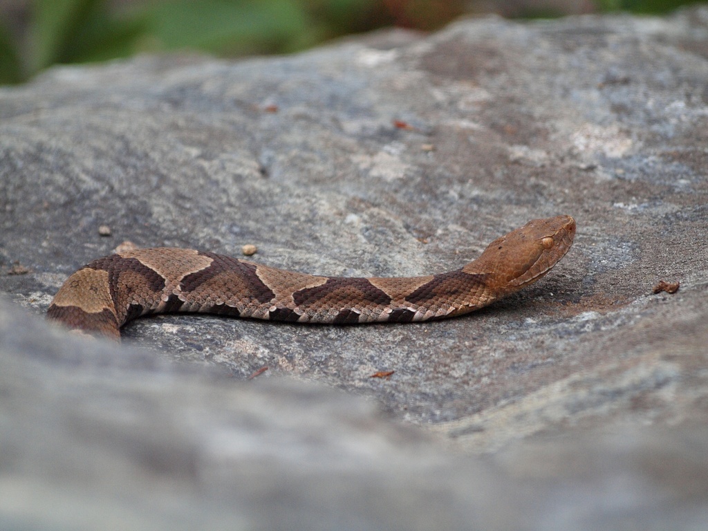 Eastern Copperhead from Shenandoah National Park, Elkton, VA, US on ...