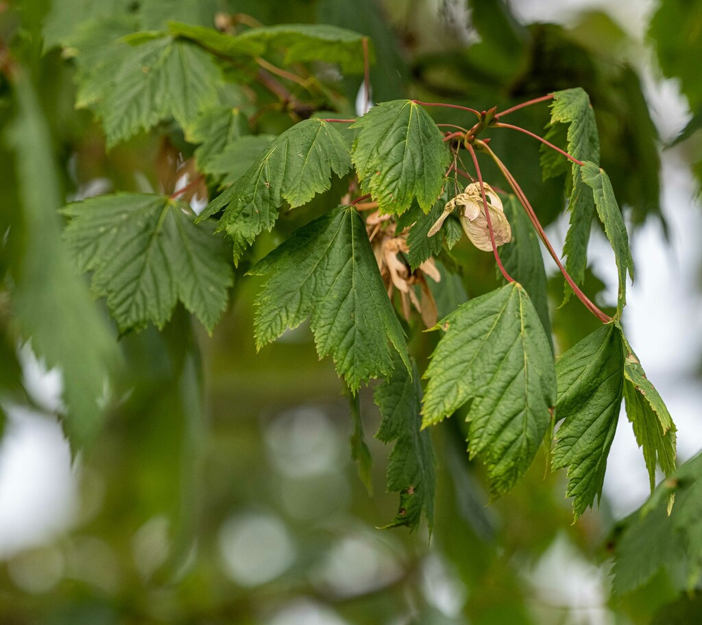 Rocky Mountain maple from East Vancouver, Vancouver, BC, Canada on July ...