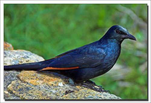 Red-winged Starling (Onychognathus morio) · iNaturalist