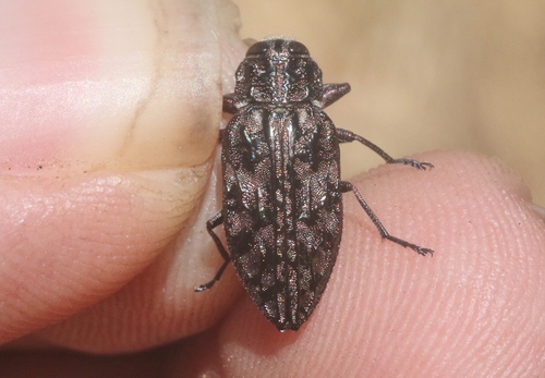 Chrysobothris leechi · iNaturalist