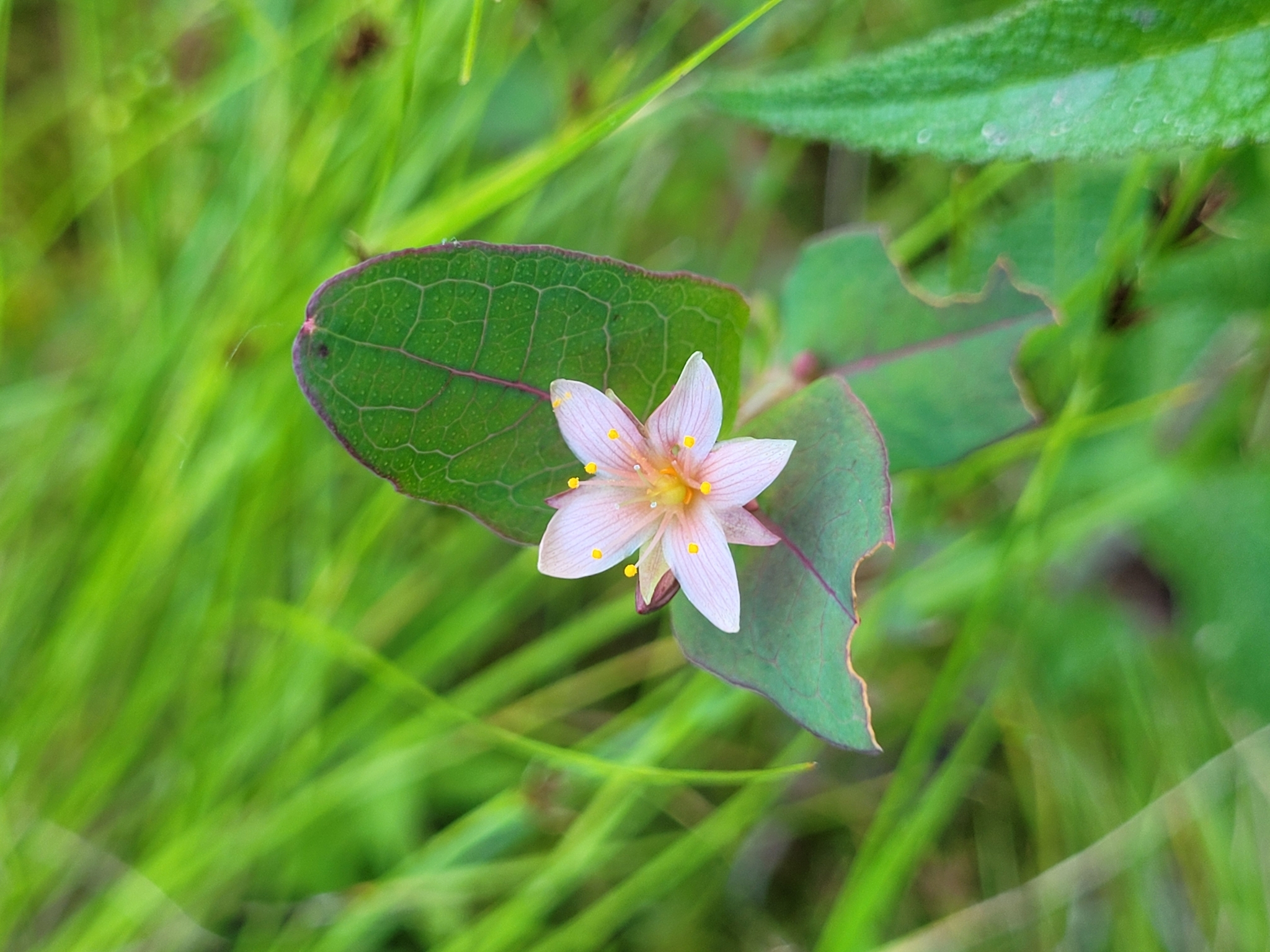 Hypericum virginicum L.