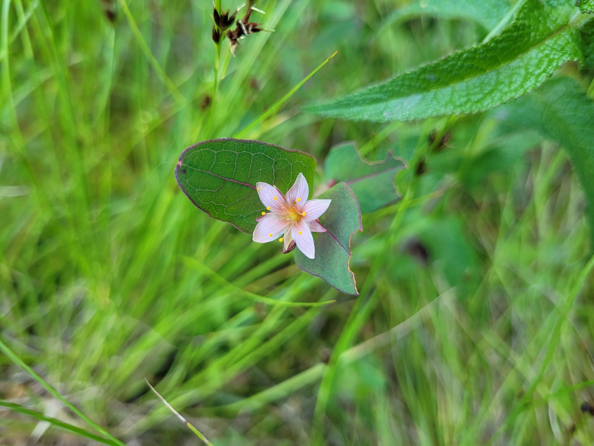 Hypericum virginicum L.