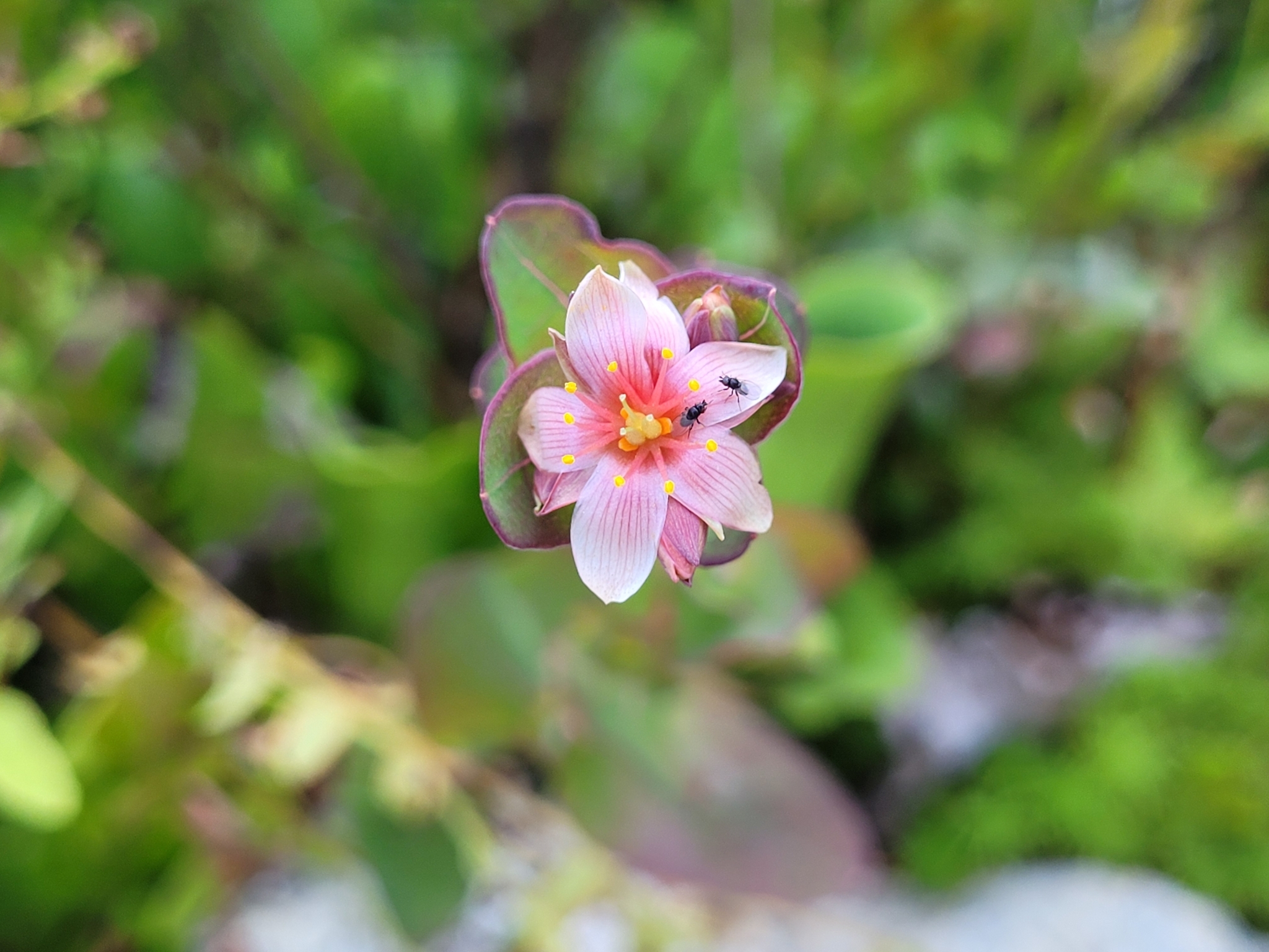 Hypericum virginicum L.