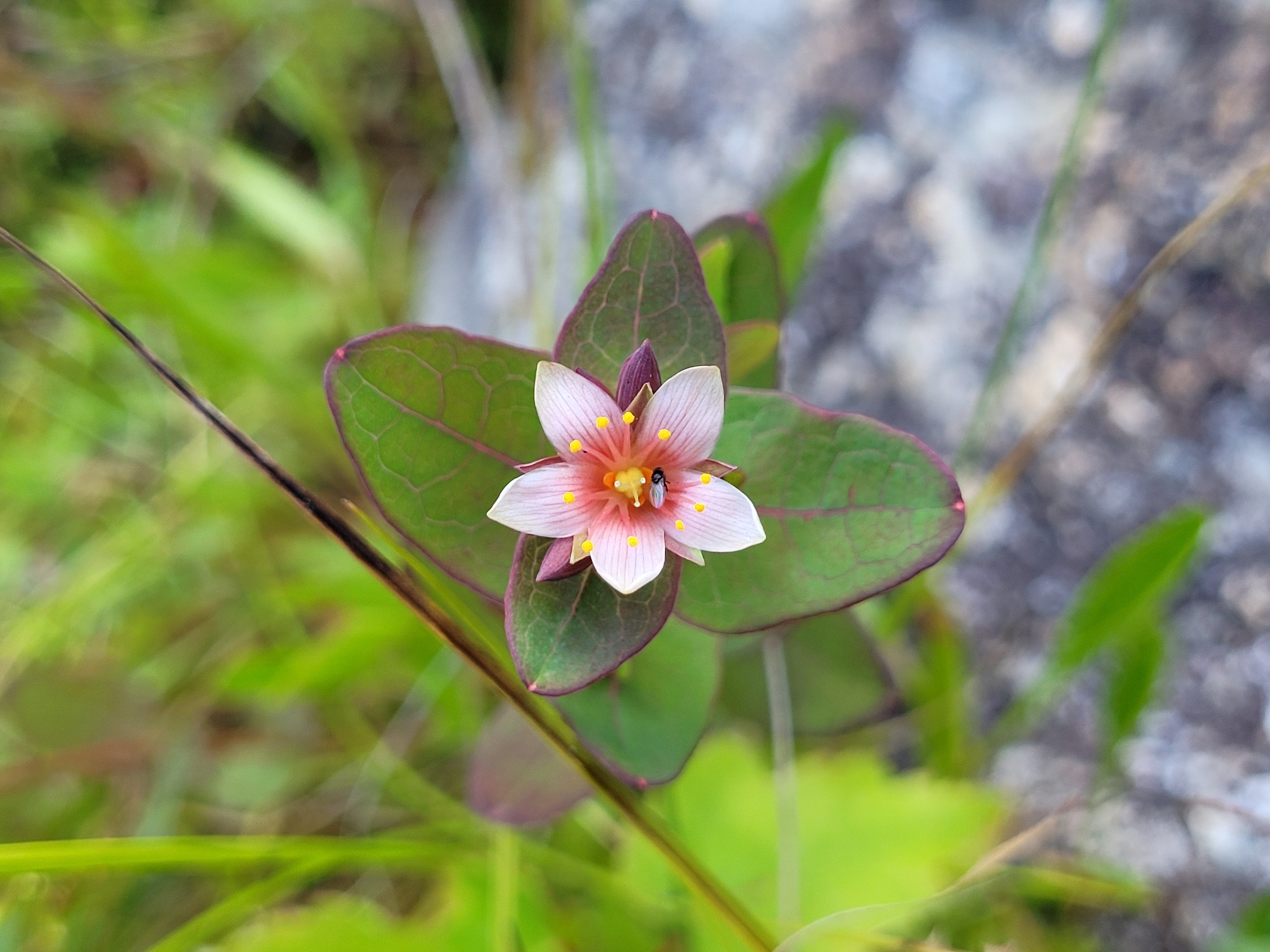 Hypericum virginicum L.