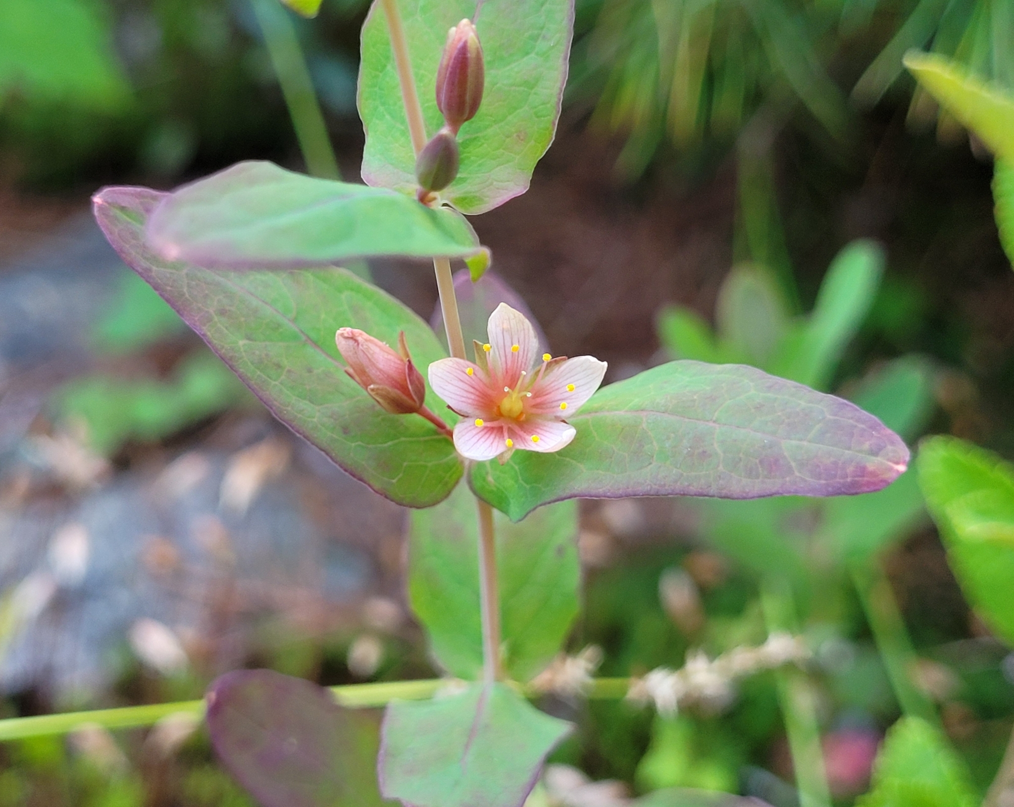 Hypericum virginicum L.