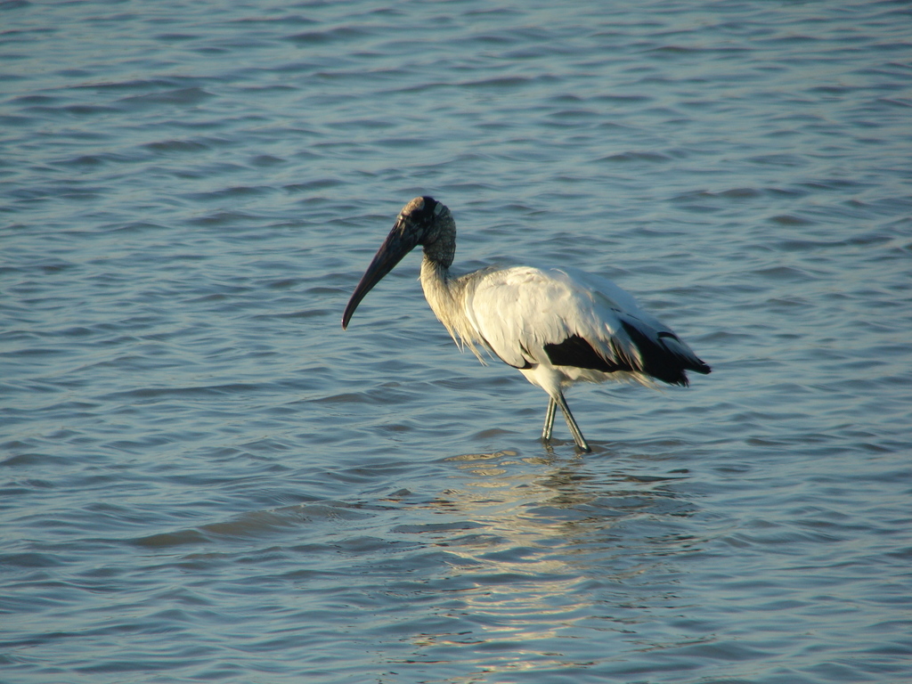 Wood Stork from Telchac Puerto, Yuc., México on October 24, 2010 at 06: ...
