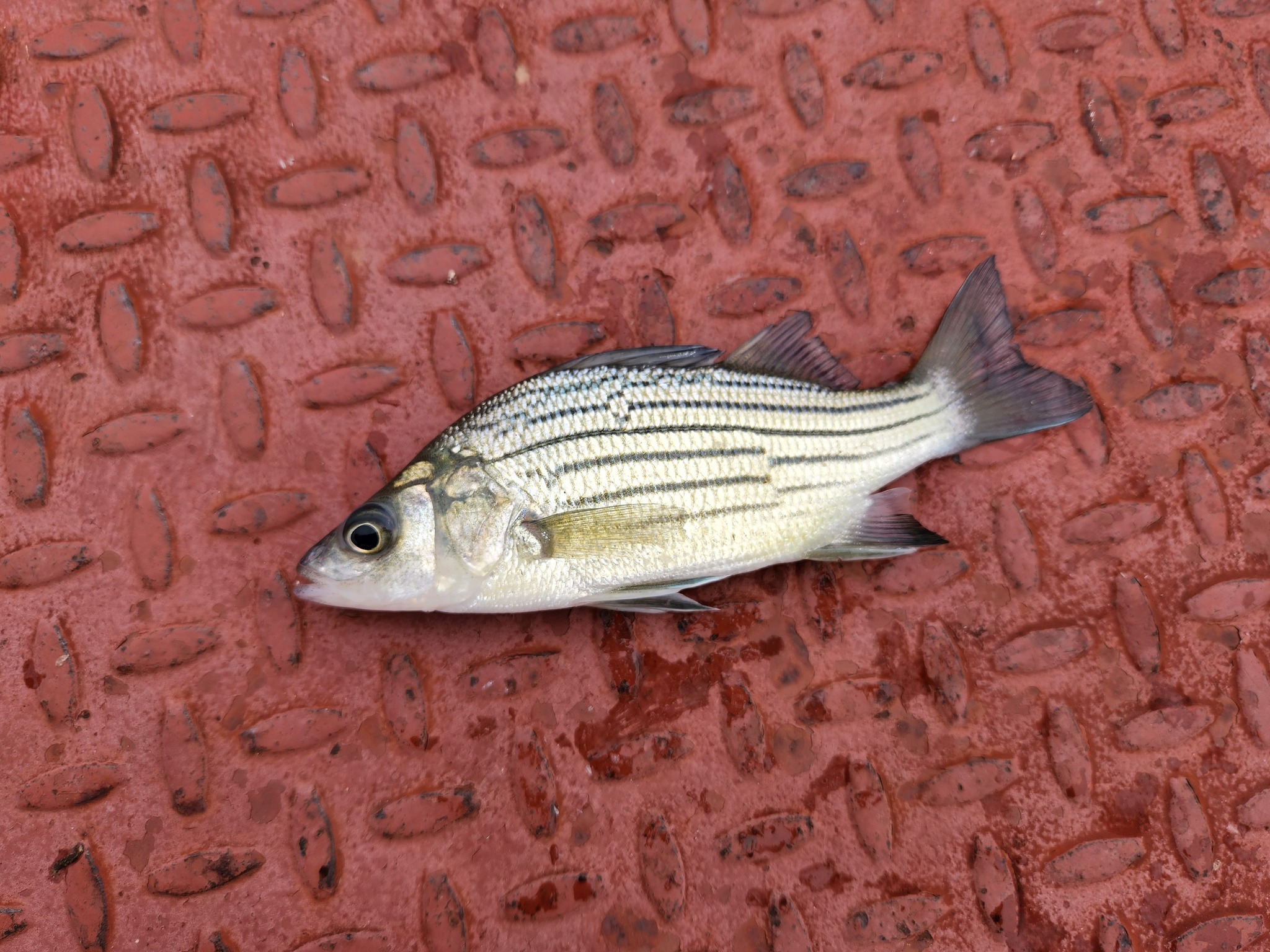 Morone mississippiensis Jordan & Eigenmann, 1887