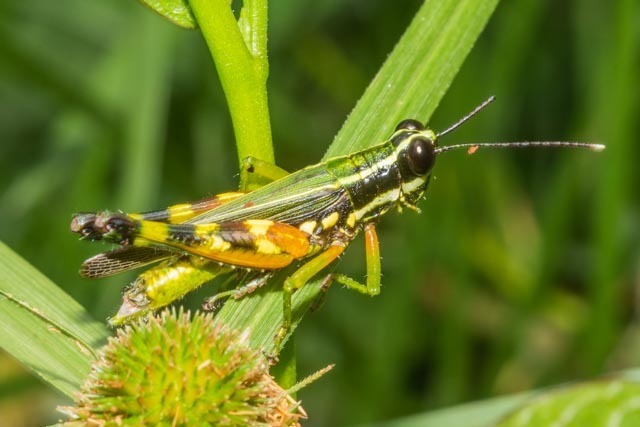 Tetrataenia surinama from Guyane française on July 16, 2022 at 05:30 PM ...